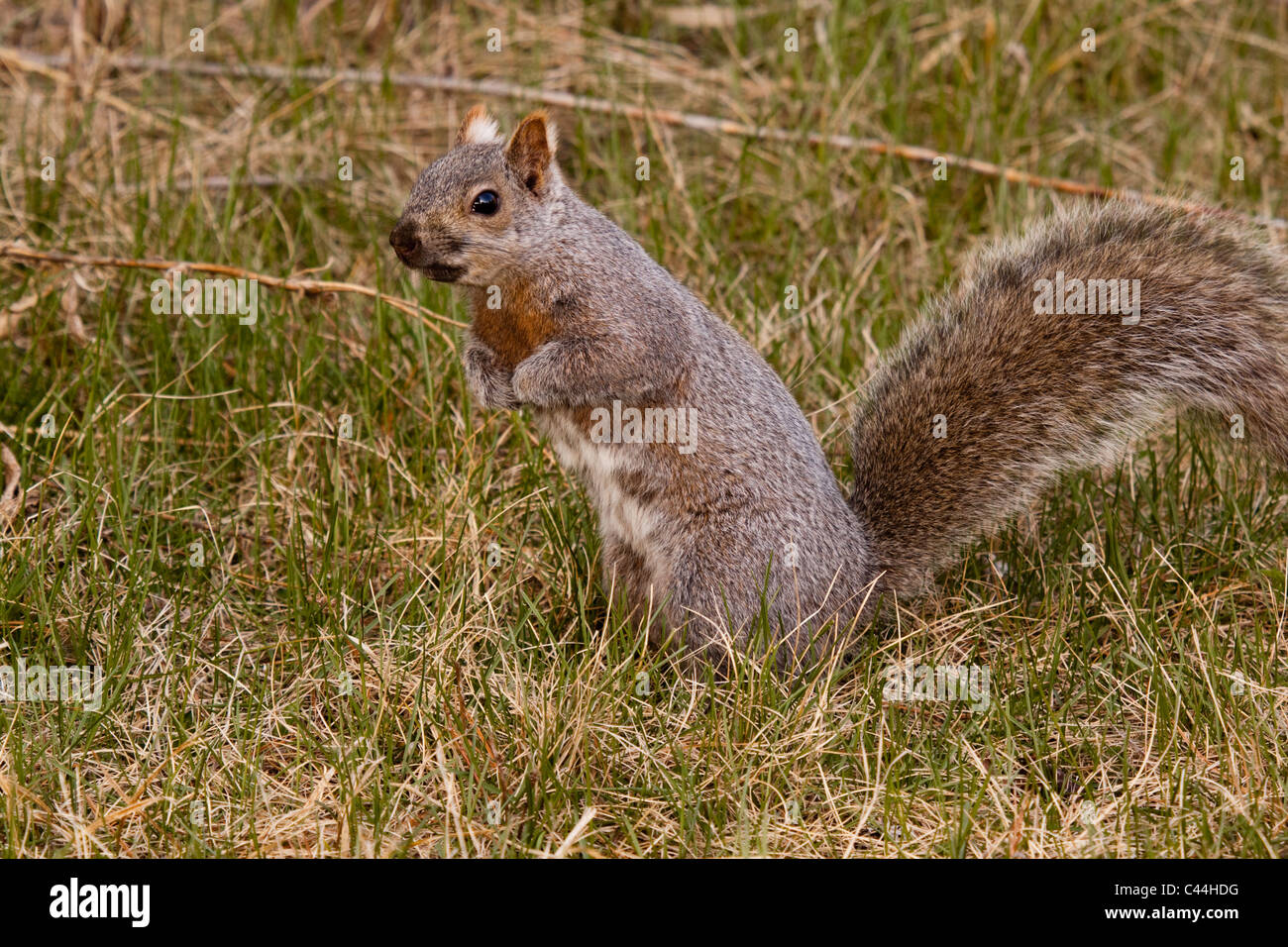 Adult grey squirrel hi-res stock photography and images - Alamy