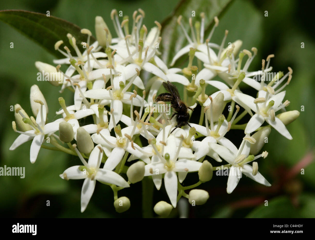 Andreninae hi-res stock photography and images - Alamy