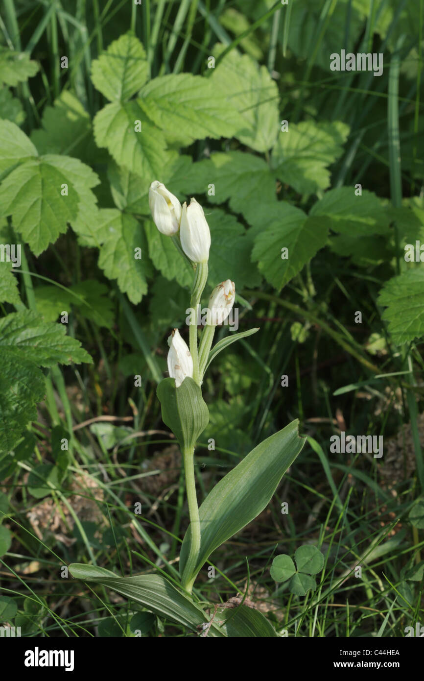 White Helleborine flowers, Cephalanthera damasonium Stock Photo - Alamy