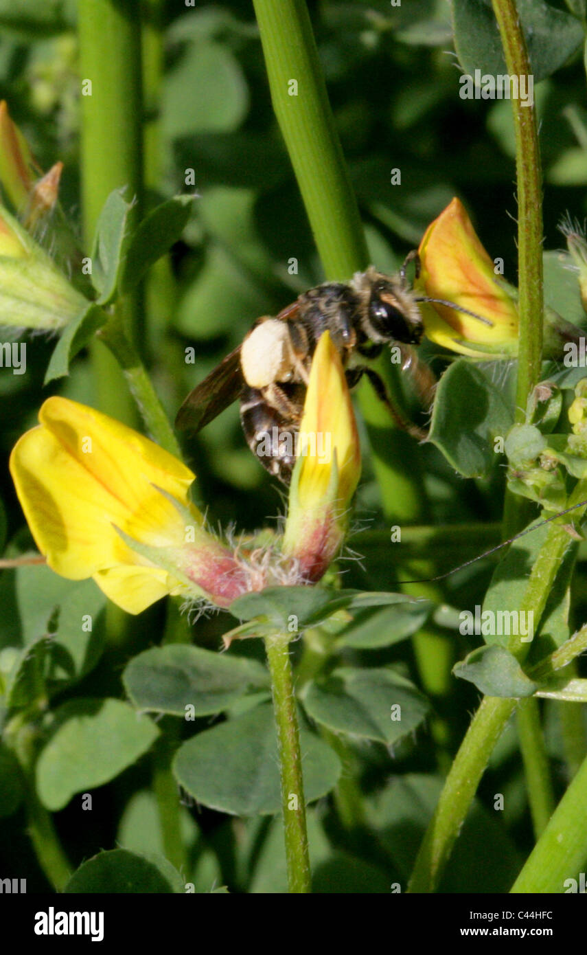 Sweat Bee, Halictus rubicundus, Halictidae, Hymenoptera. Feeding on ...