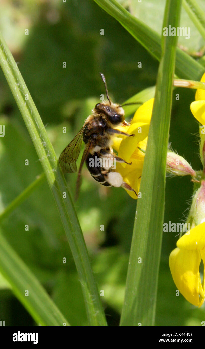 Sweat Bee, Halictus rubicundus, Halictidae, Hymenoptera. Feeding on ...