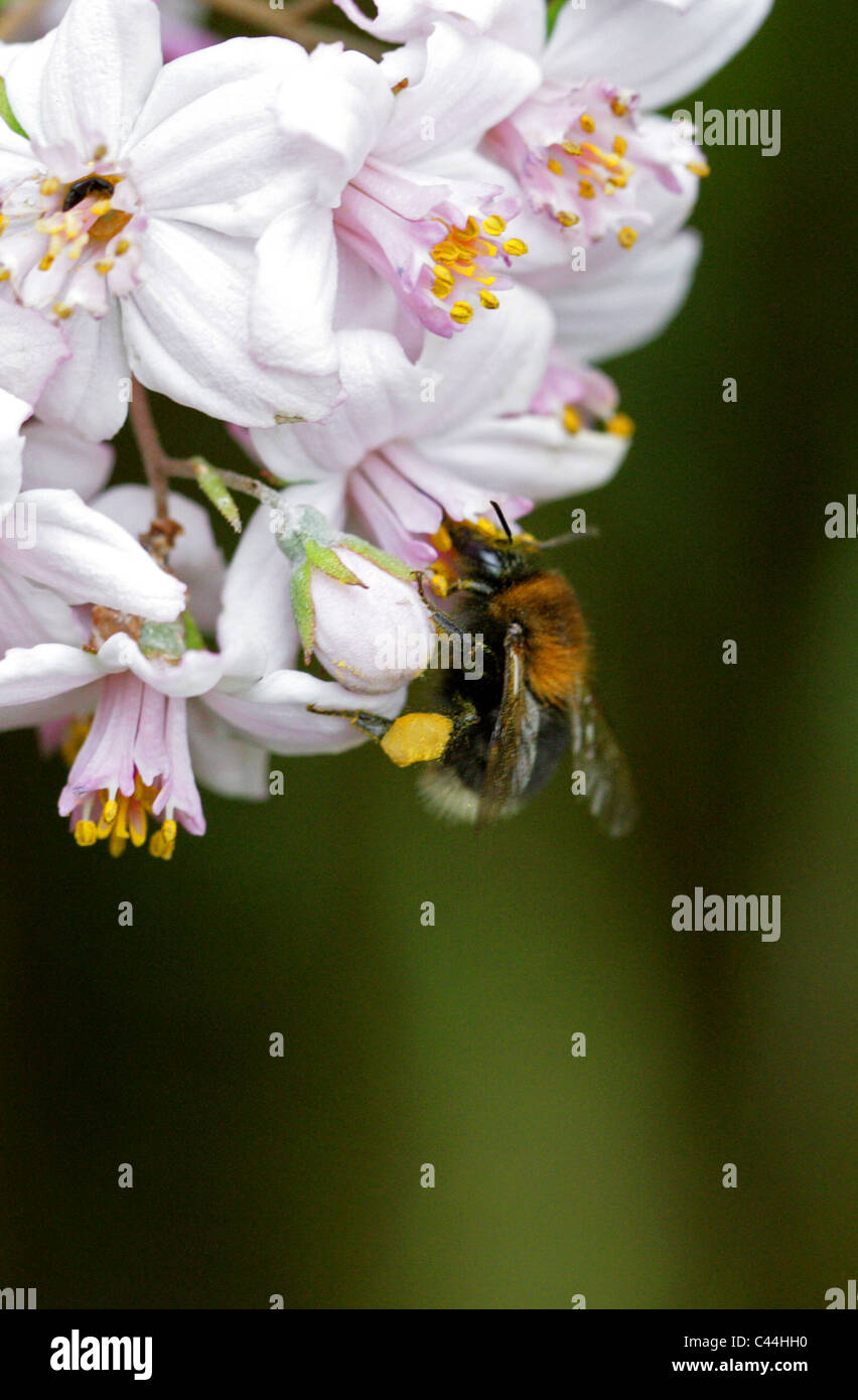 Tree Bumblebee Uk High Resolution Stock Photography and Images - Alamy