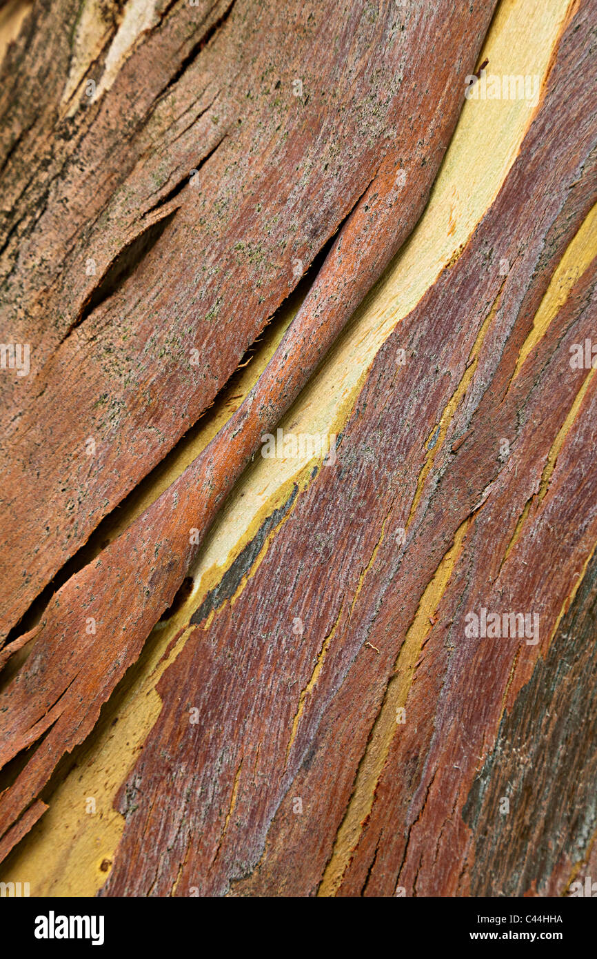 Peeling tree bark hi-res stock photography and images - Alamy