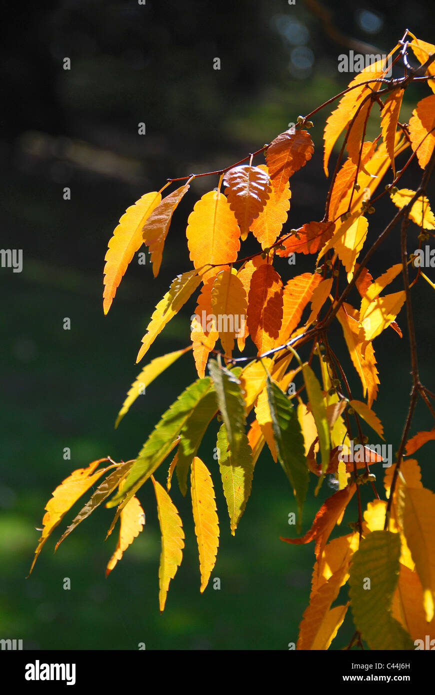 Golden leaves in sunlight Stock Photo - Alamy