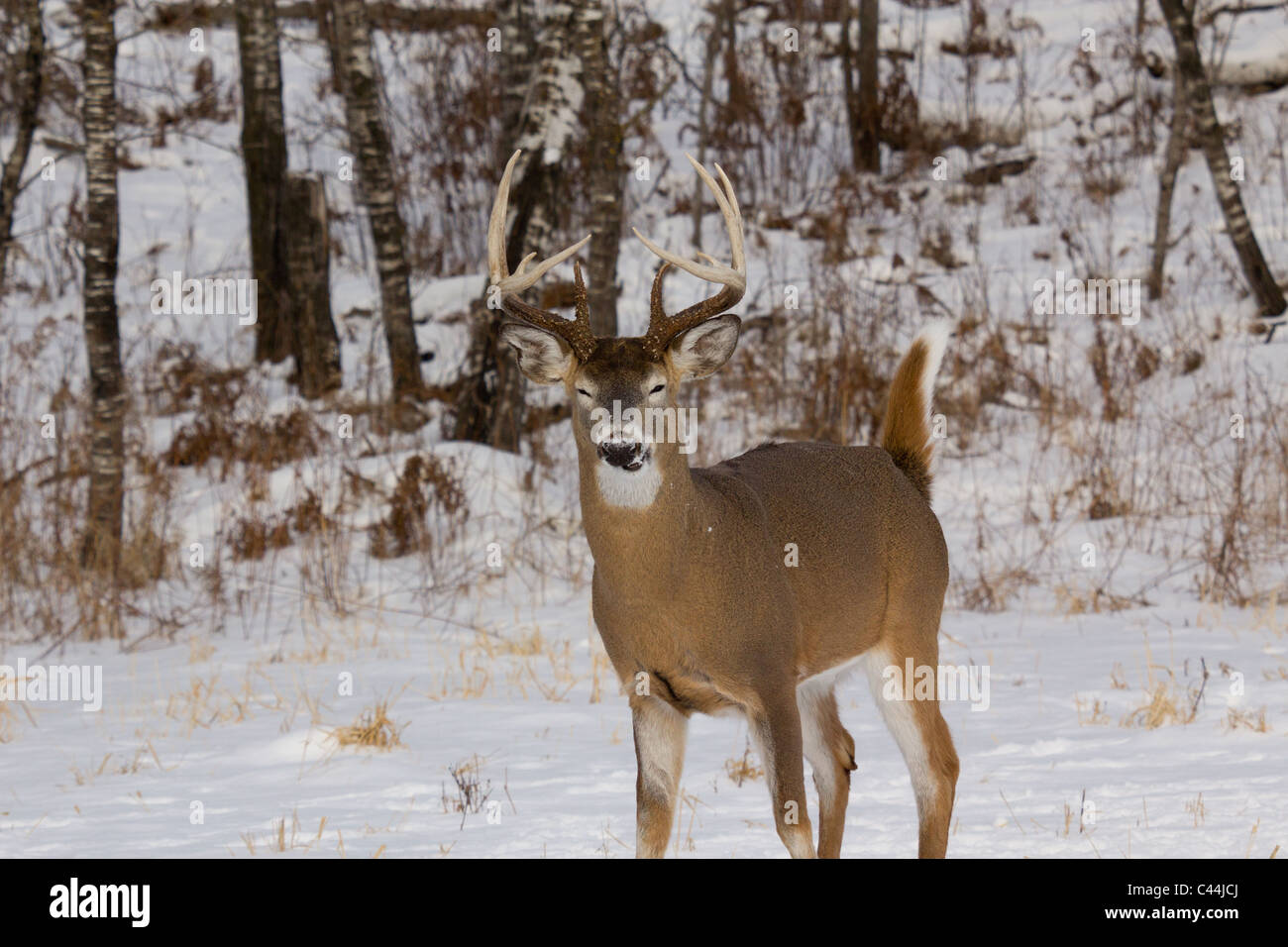 Goofy deer hi-res stock photography and images - Alamy