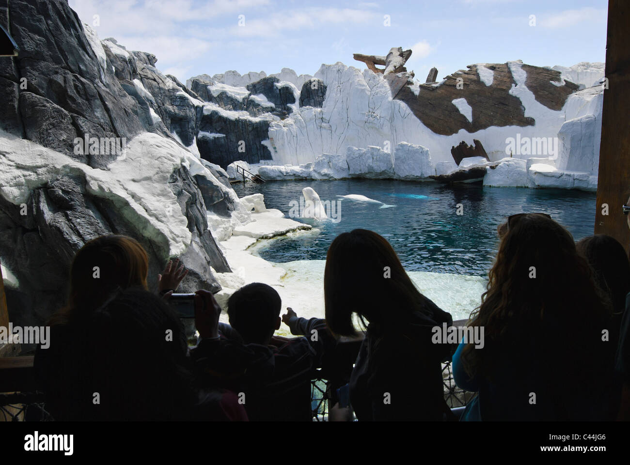 Beluga whale exhibit at SeaWorld Stock Photo - Alamy