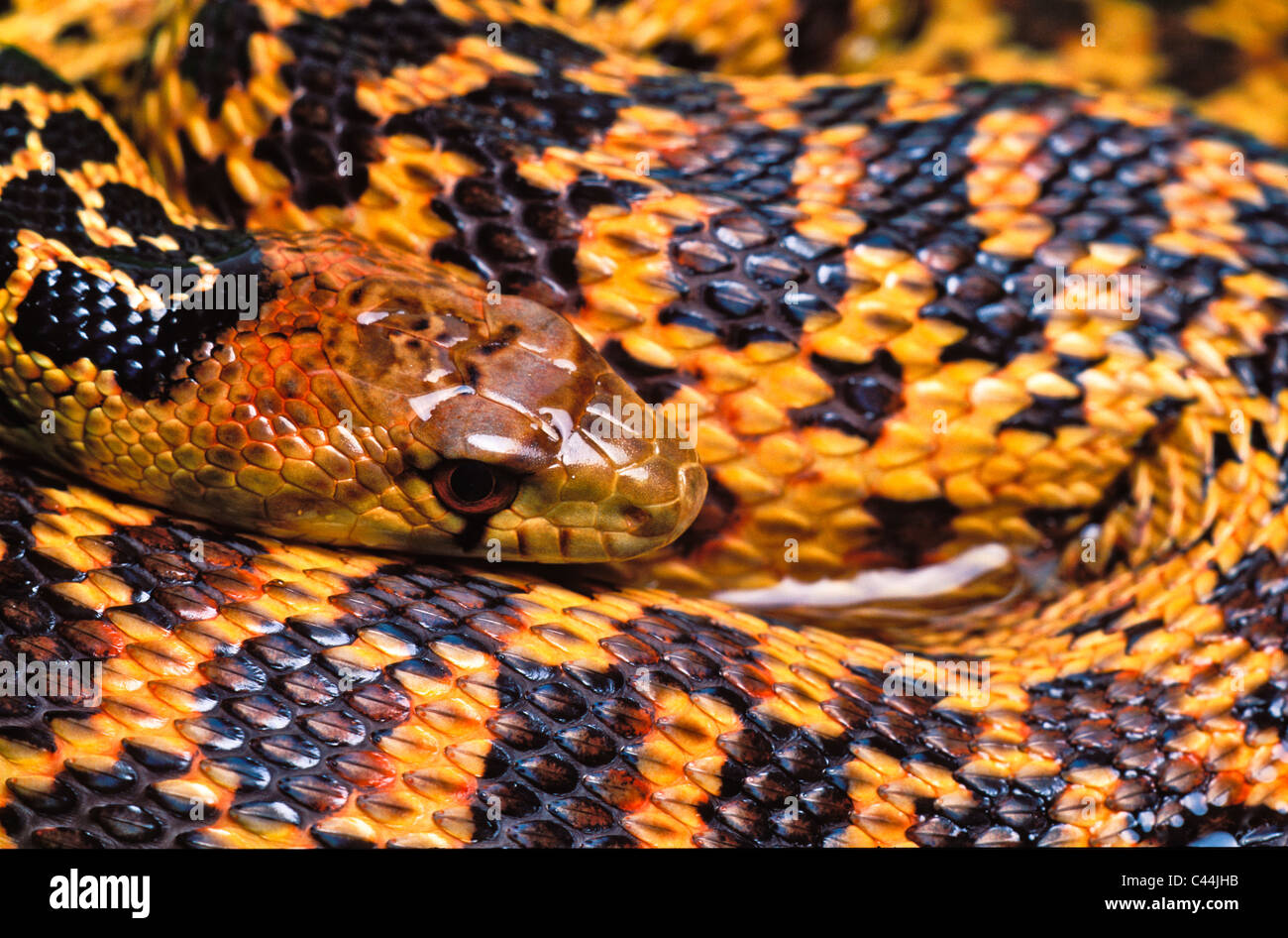 Bull snake, Pituophis catenifer sayi, Arizona Stock Photo, Royalty Free ...