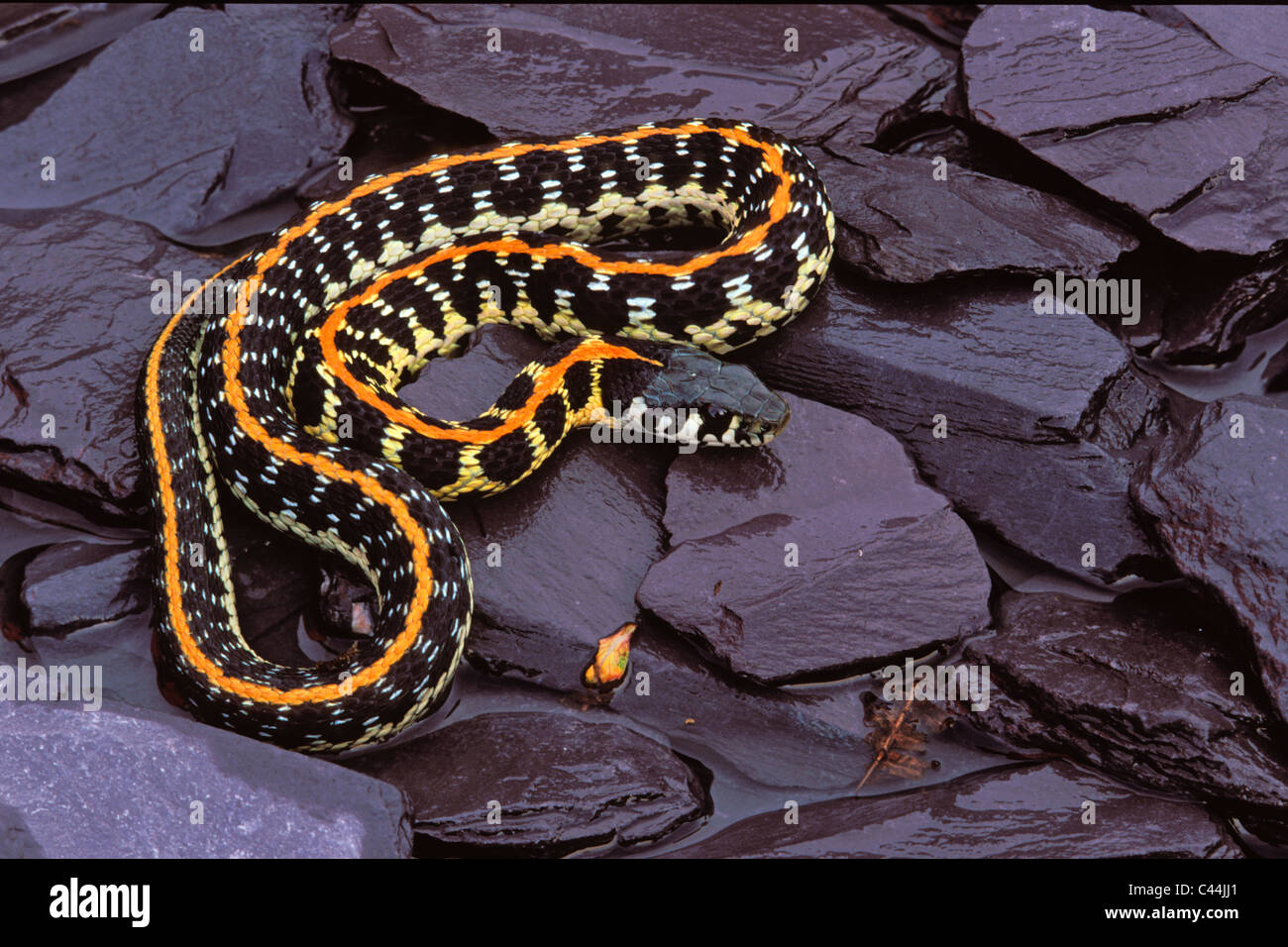 Eastern Garter Snake Belly