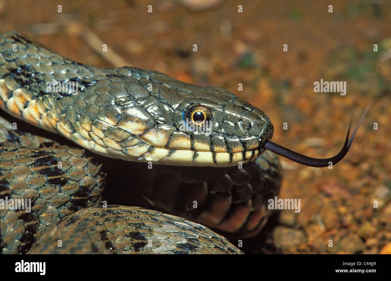 Semi aquatic snake hi-res stock photography and images - Alamy