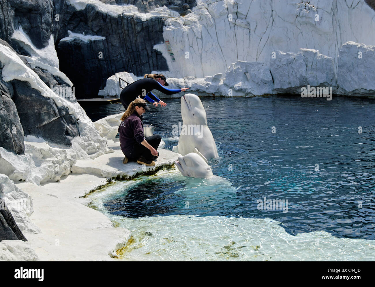 Beluga whale exhibit at SeaWorld Stock Photo - Alamy