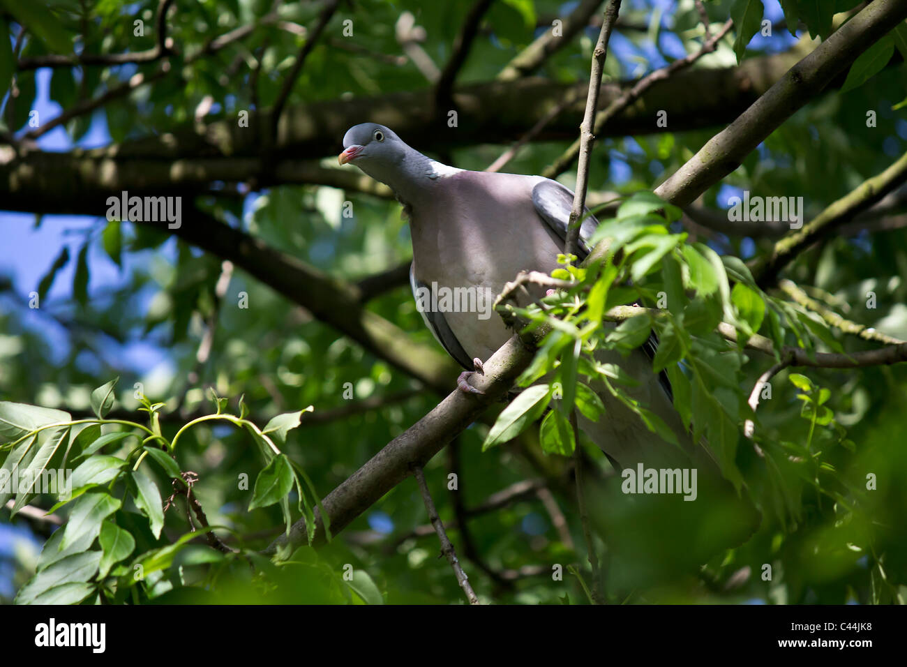 A beautiful wood pigeon playing hide and seek in a tree Stock Photo - Alamy