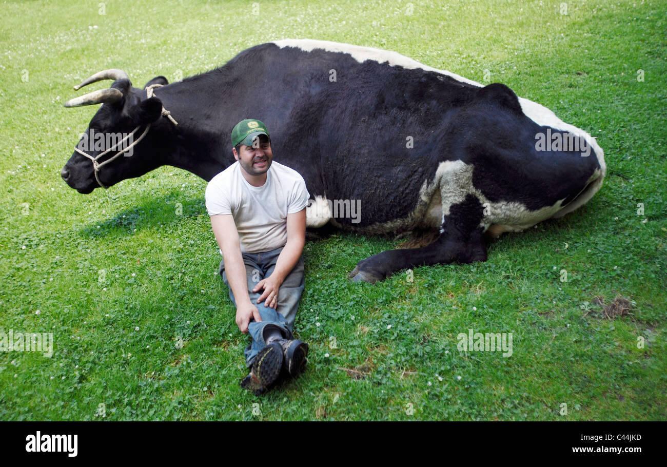 Farmer with a large ox Stock Photo - Alamy