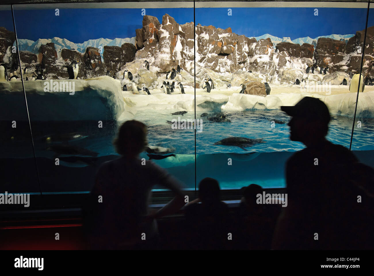 Emperor penguins tourist hi-res stock photography and images - Alamy