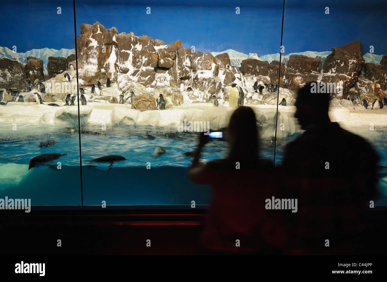 The Penguin Encounter at SeaWorld Stock Photo - Alamy