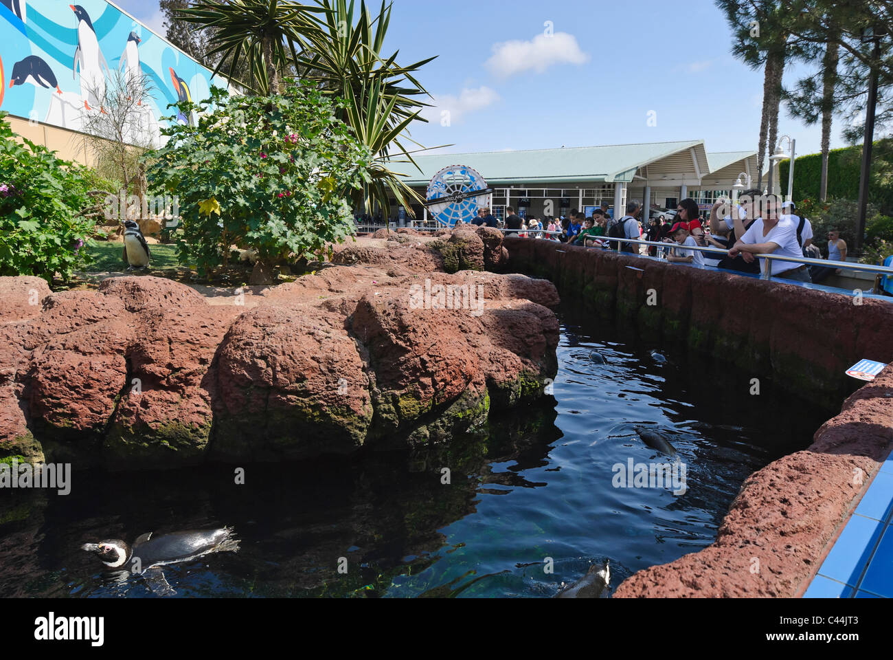 Seaworld penguins hi-res stock photography and images - Alamy