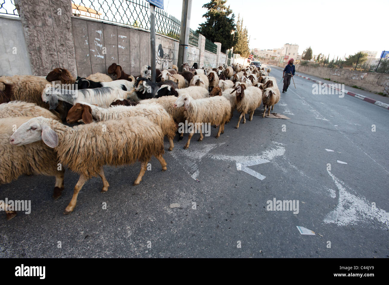 Shepherd sheep palestine hi-res stock photography and images - Alamy