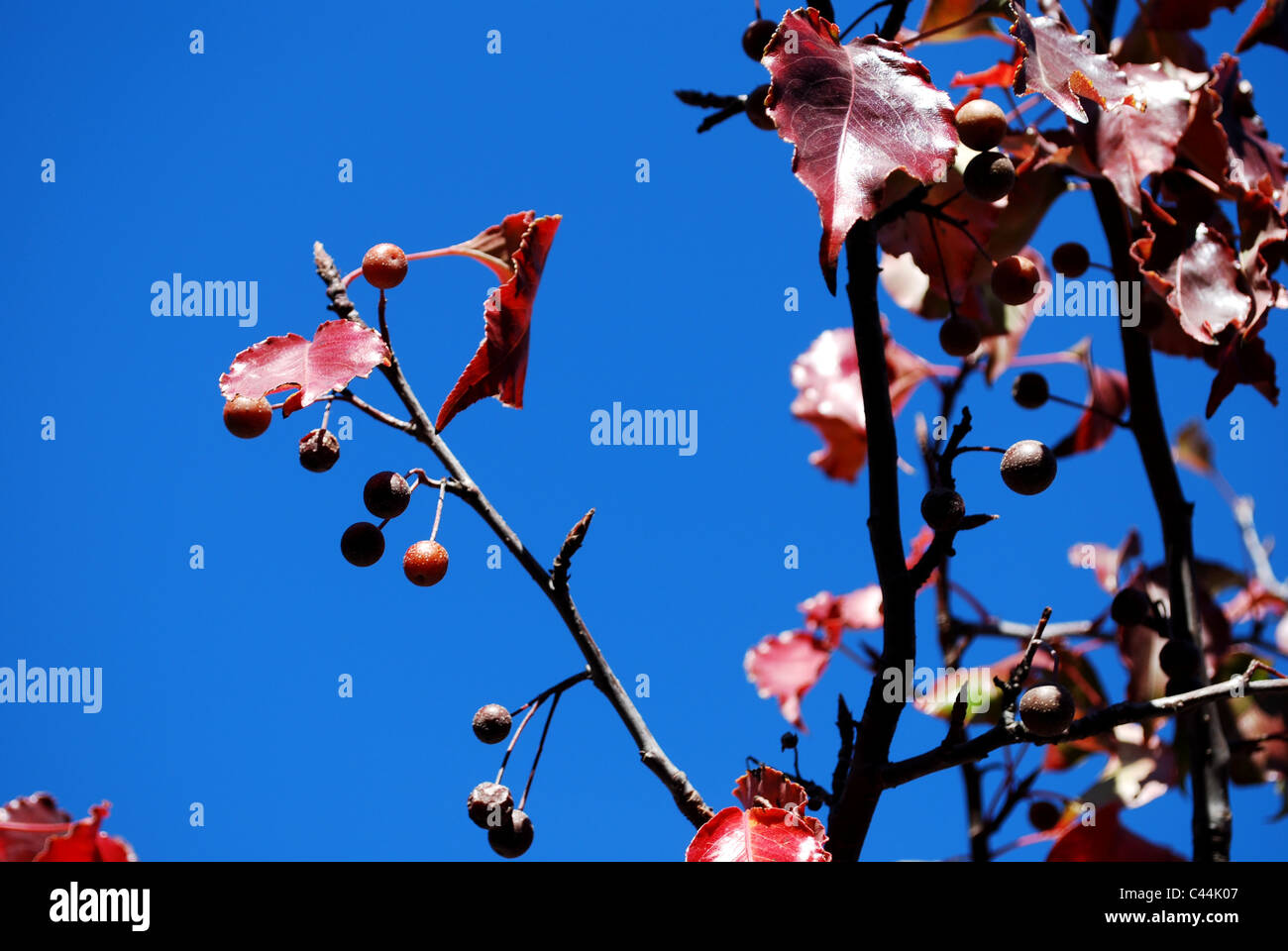 Sky blue maroon hi-res stock photography and images - Alamy