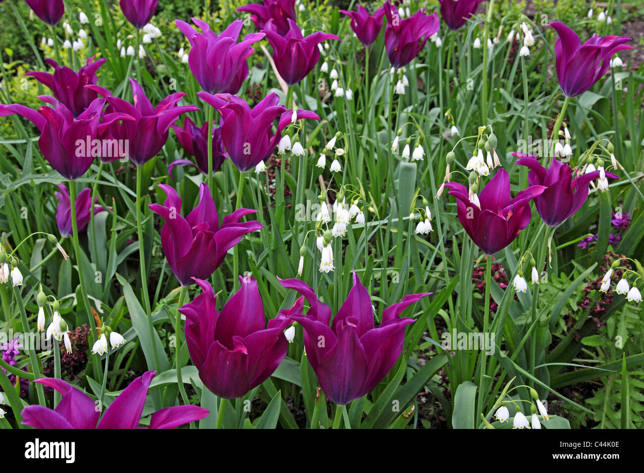 Colorful su flowers hi-res stock photography and images - Alamy
