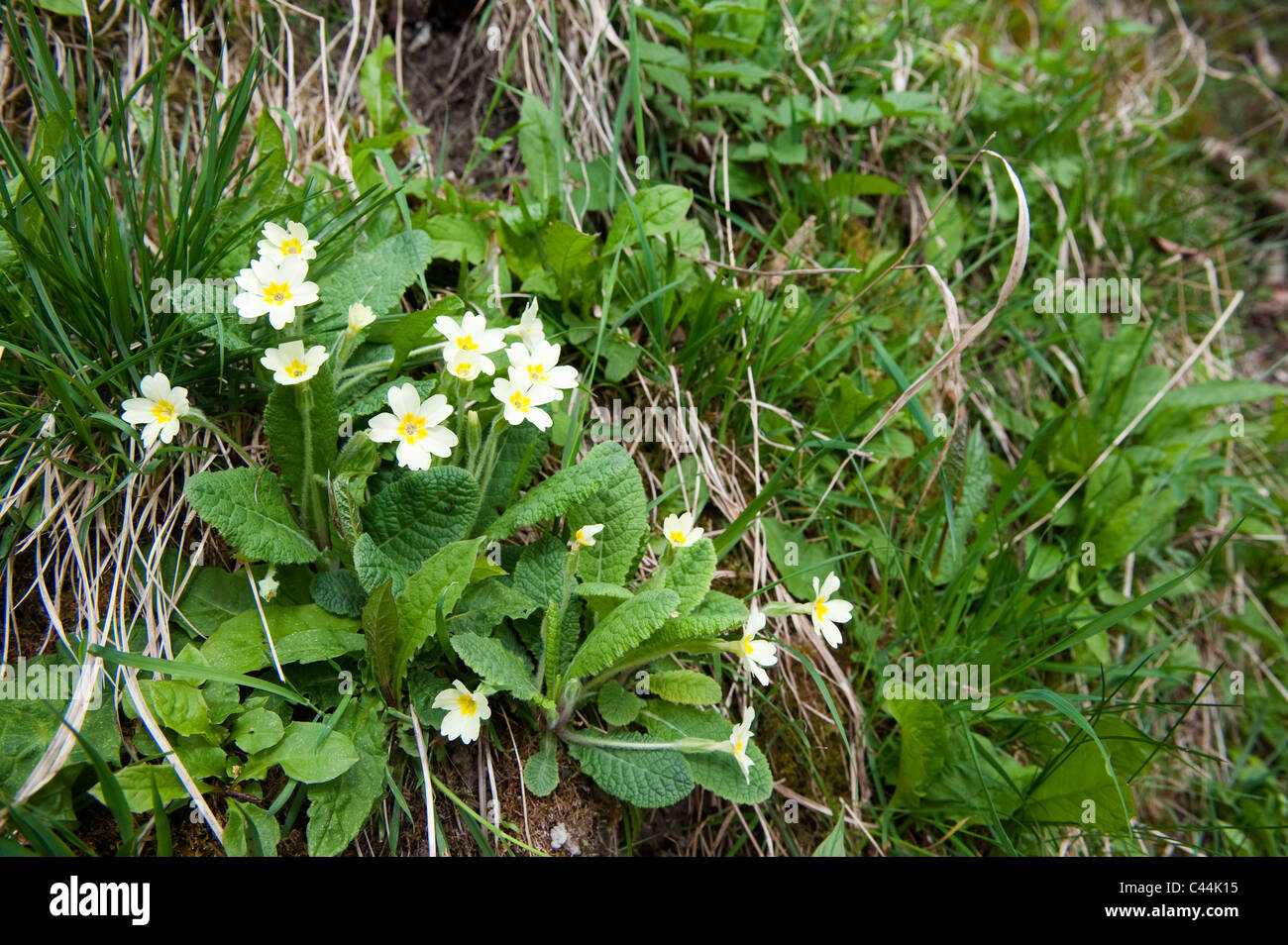 Primrose's growing on riverbank in early spring. (Primula vulgaris ...