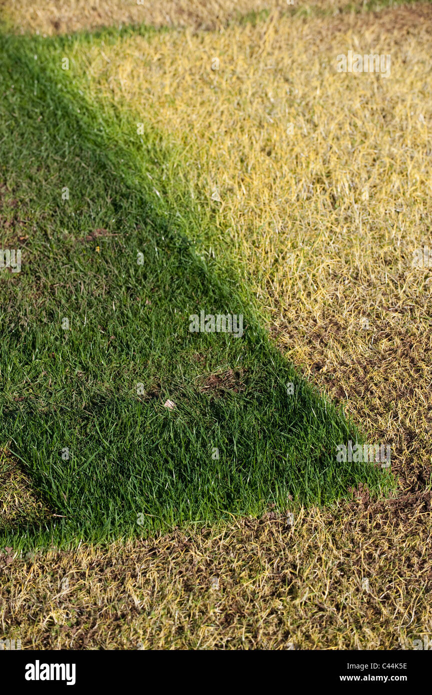 Comparison of grass covered and uncovered showing difference in growth ...