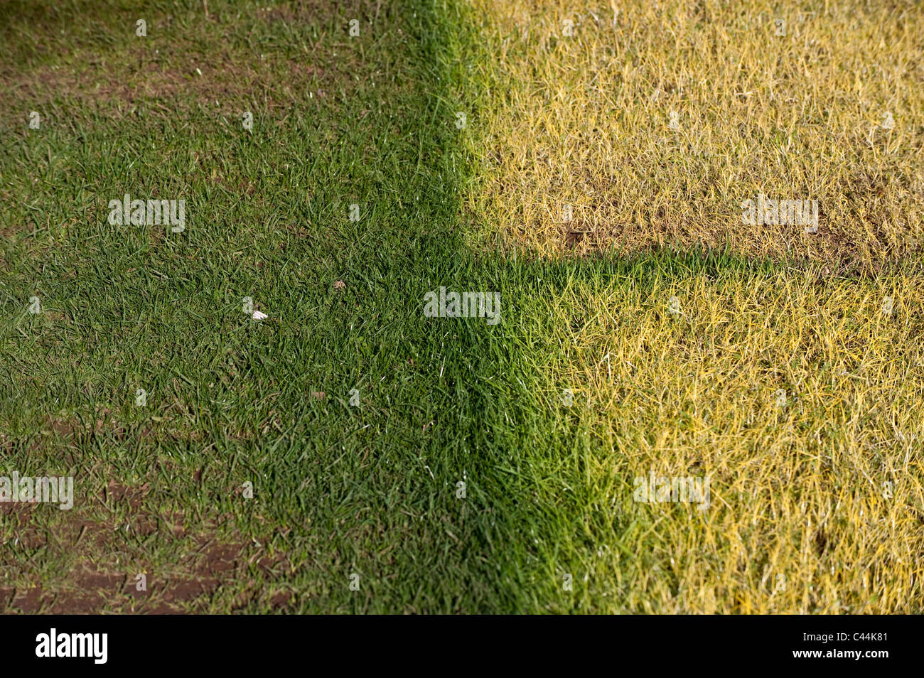 Comparison of grass covered and uncovered showing difference in growth ...