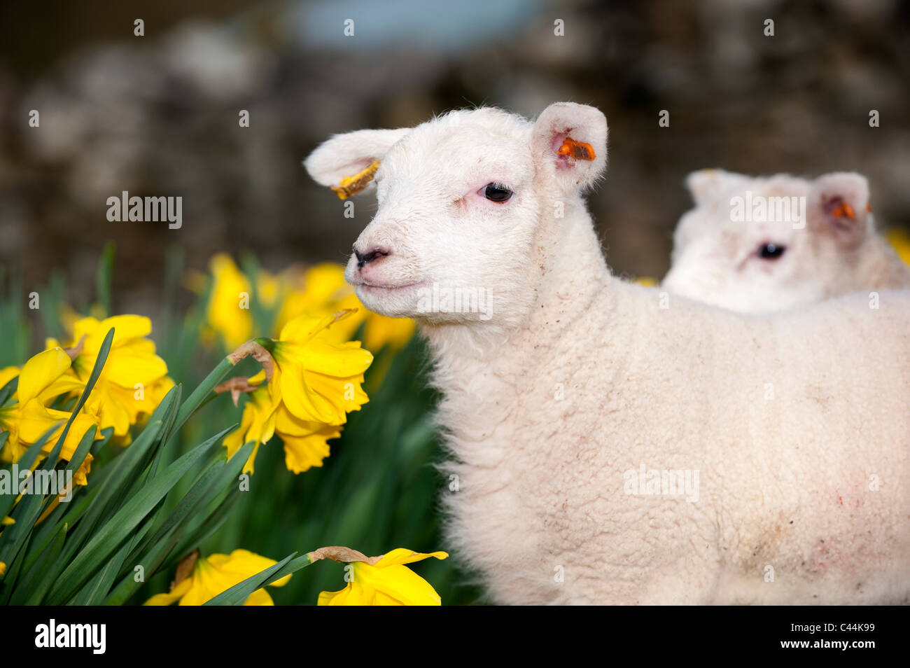 Cute lamb daffodil hi-res stock photography and images - Alamy