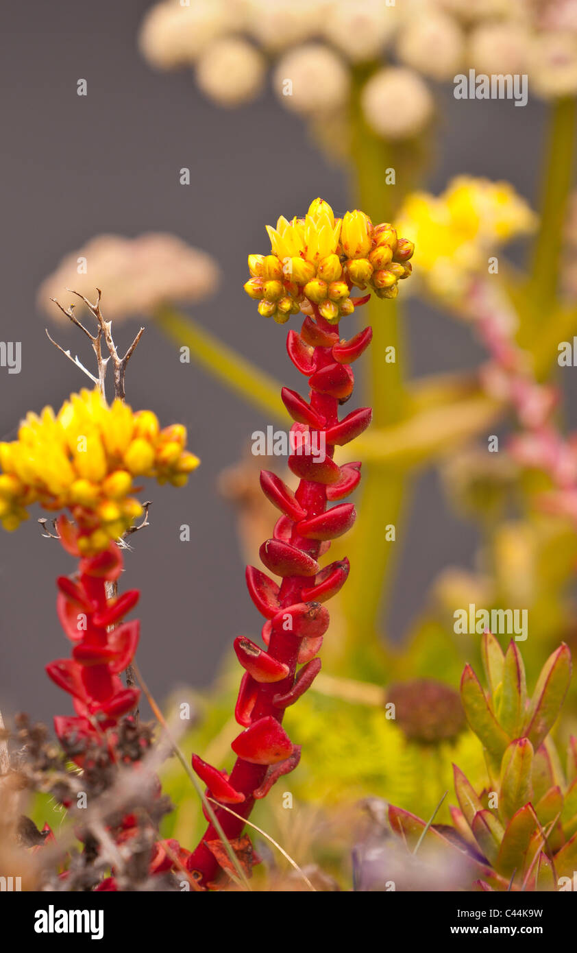 MENDOCINO HEADLANDS STATE PARK, CALIFORNIA, USA - Pacific Stonecrop ...