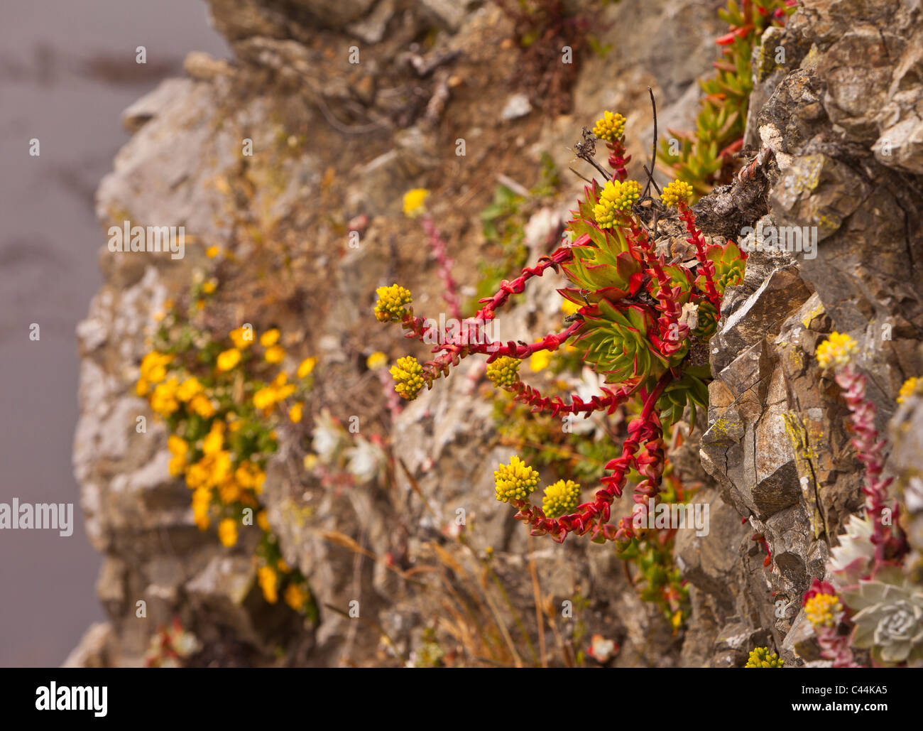 MENDOCINO HEADLANDS STATE PARK, CALIFORNIA, USA - Pacific Stonecrop ...