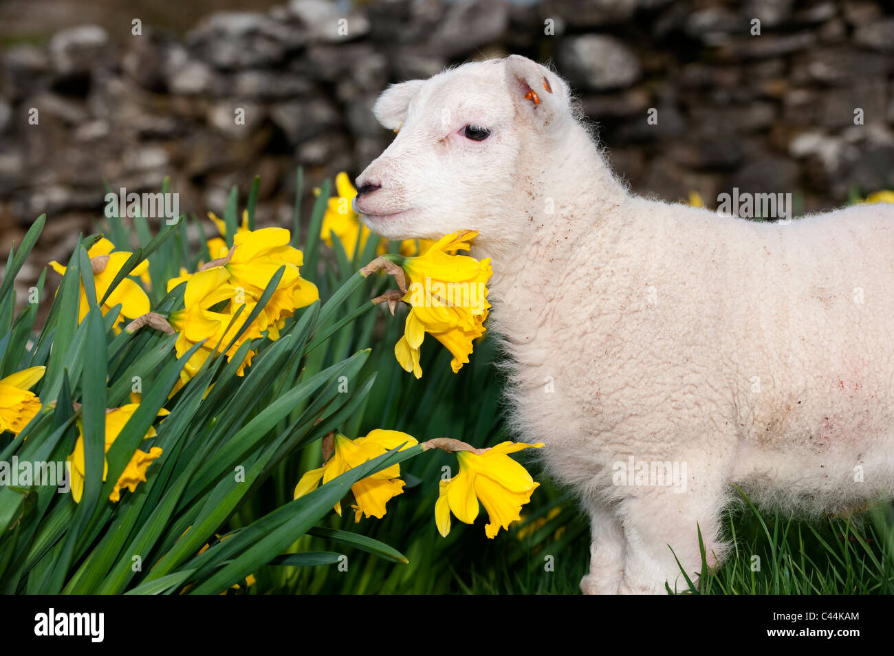 Cute lamb daffodil hi-res stock photography and images - Alamy