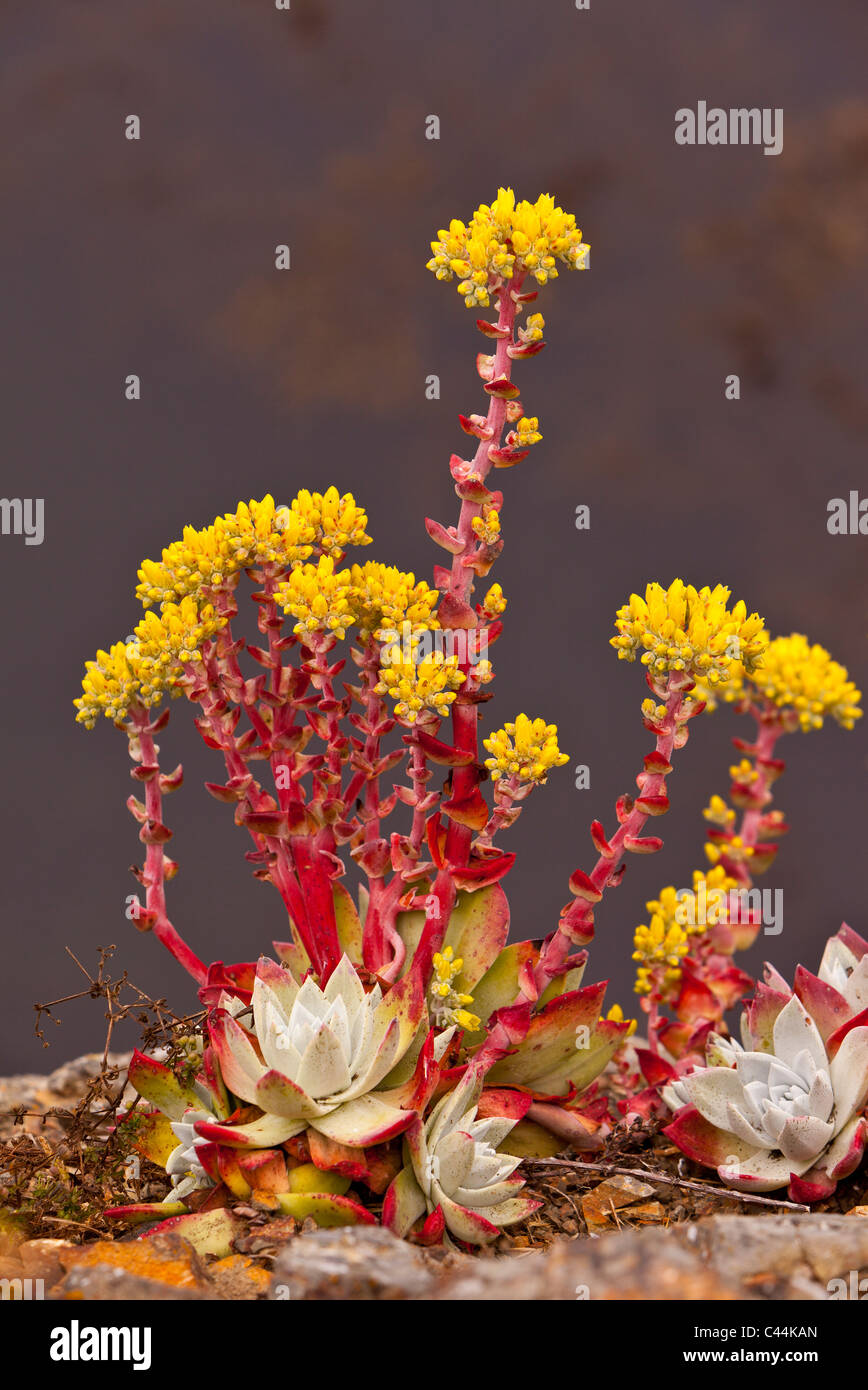 MENDOCINO HEADLANDS STATE PARK, CALIFORNIA, USA - Pacific Stonecrop ...