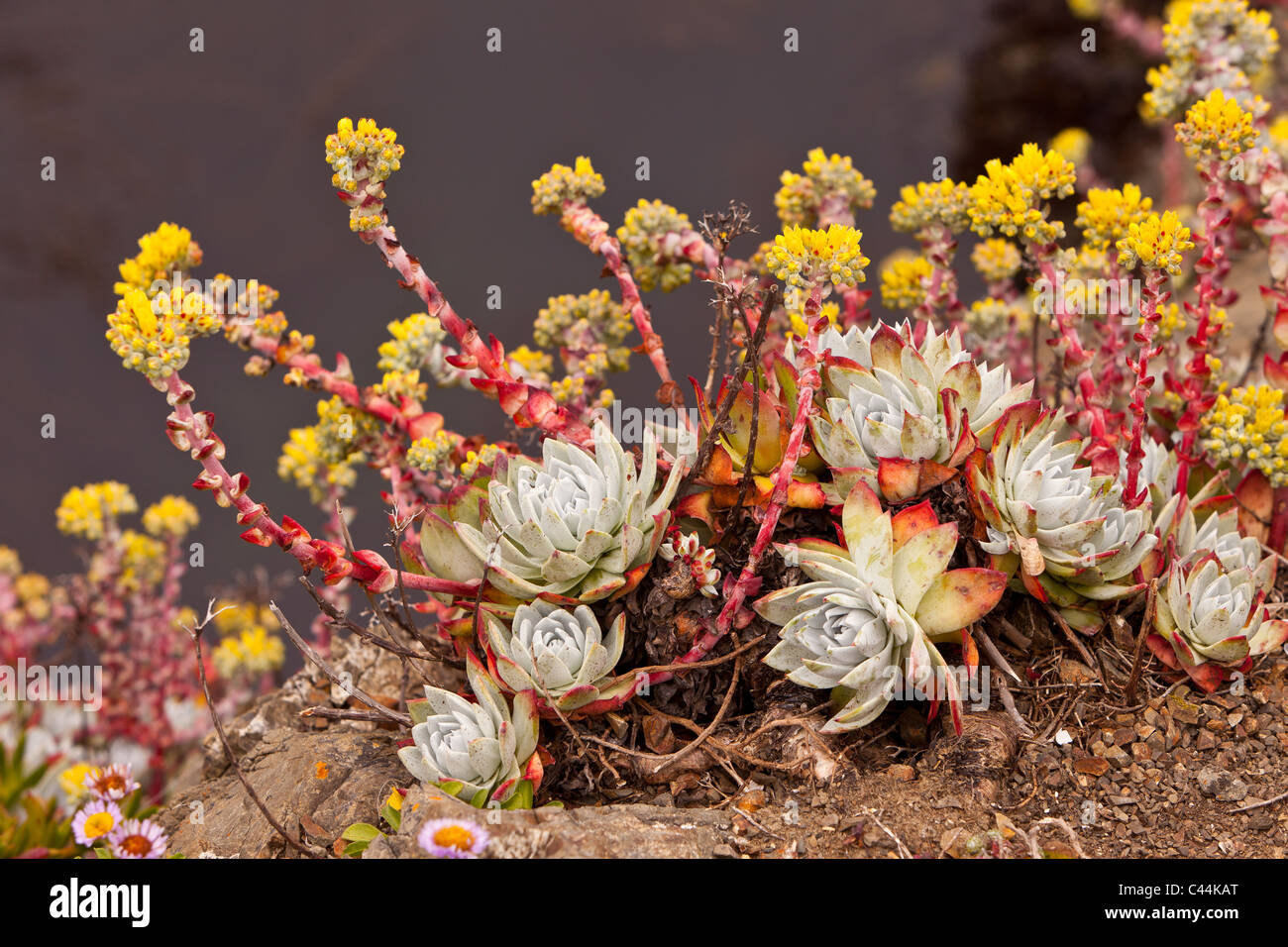 MENDOCINO HEADLANDS STATE PARK, CALIFORNIA, USA - Pacific Stonecrop ...