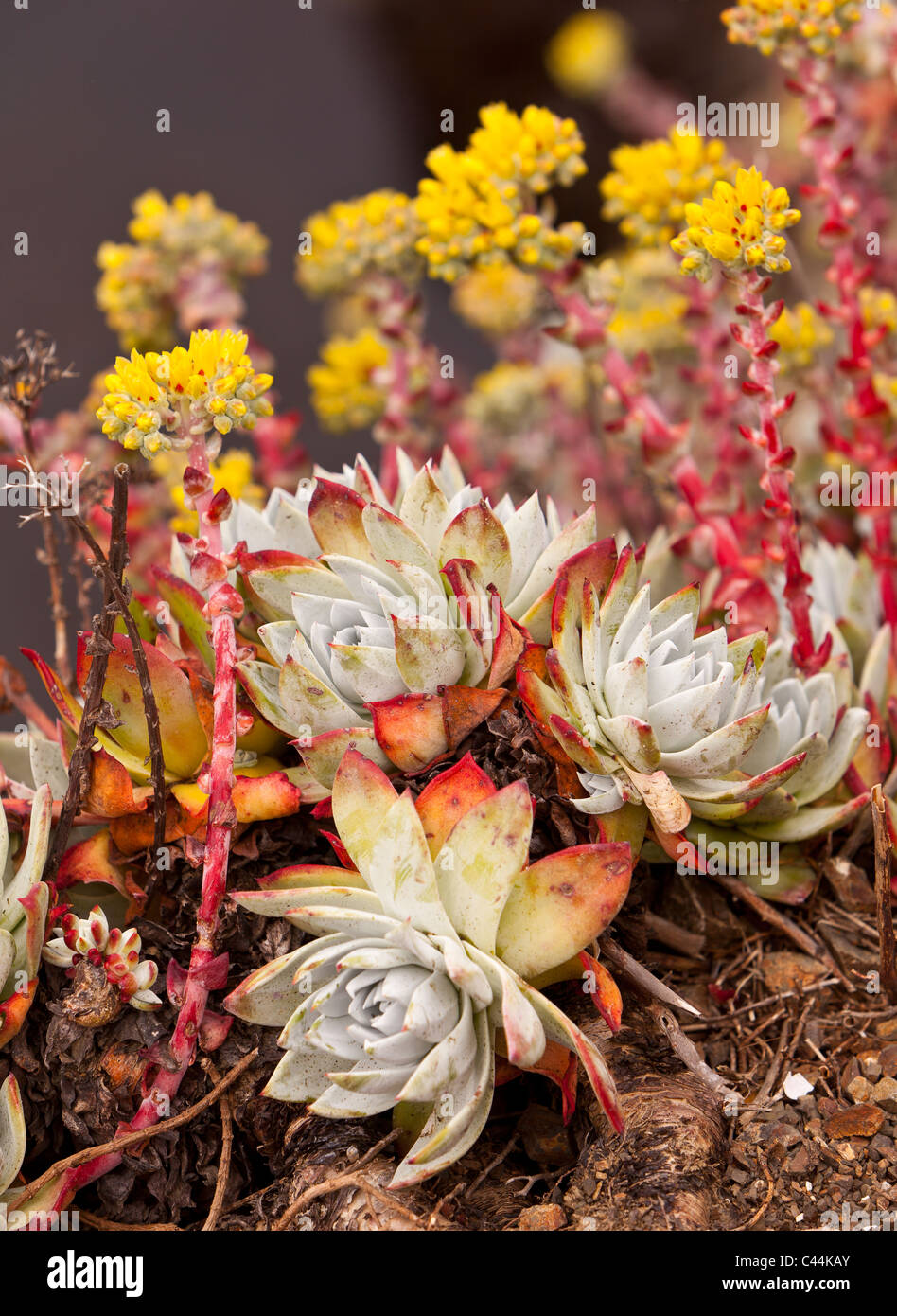 MENDOCINO HEADLANDS STATE PARK, CALIFORNIA, USA - Pacific Stonecrop ...