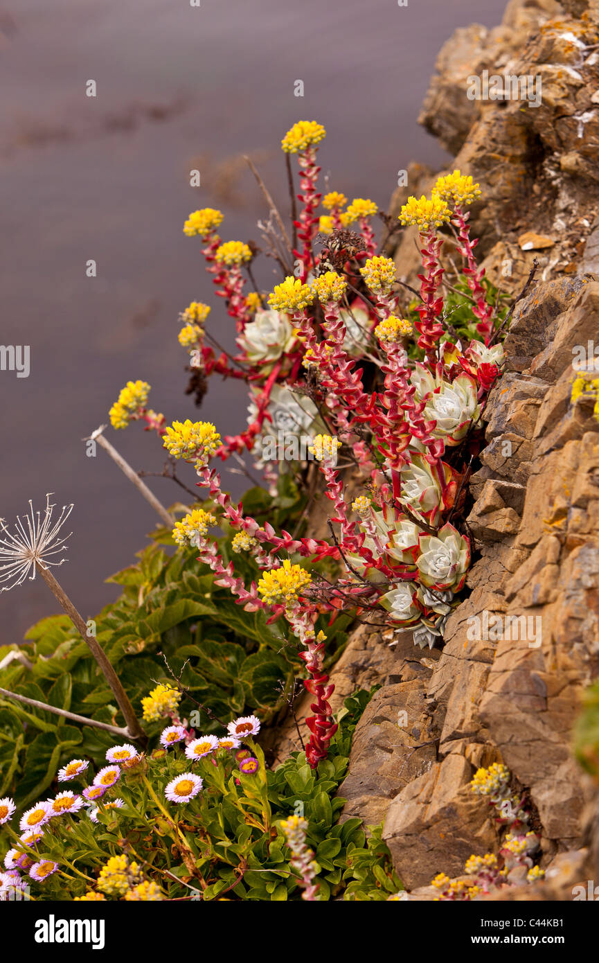 MENDOCINO HEADLANDS STATE PARK, CALIFORNIA, USA - Pacific Stonecrop ...