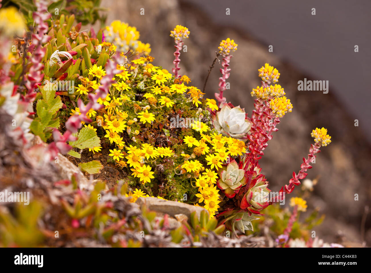 MENDOCINO HEADLANDS STATE PARK, CALIFORNIA, USA - Pacific Stonecrop ...
