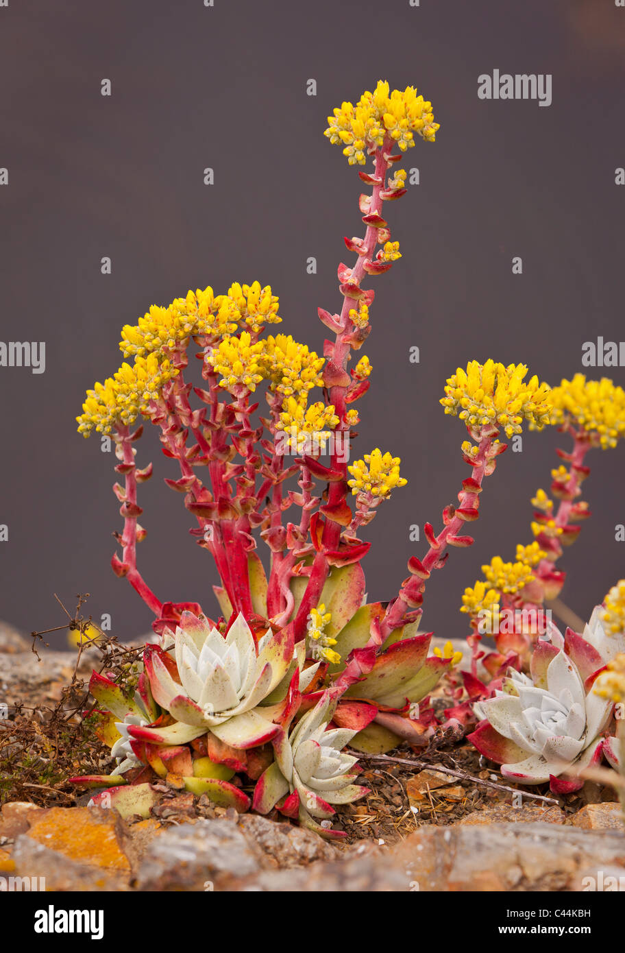 MENDOCINO HEADLANDS STATE PARK, CALIFORNIA, USA - Pacific Stonecrop ...