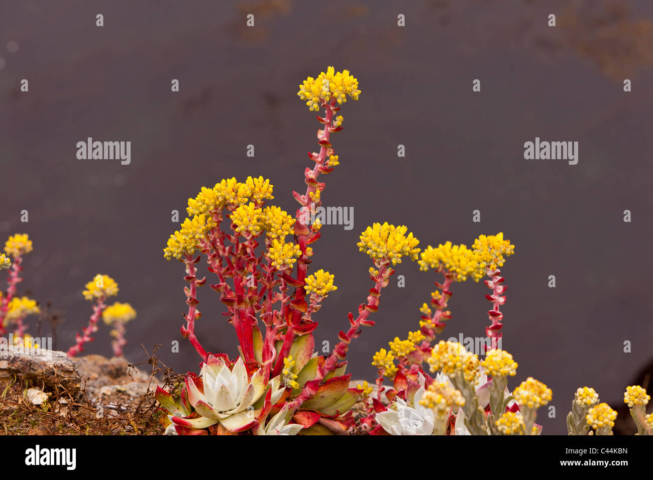 MENDOCINO HEADLANDS STATE PARK, CALIFORNIA, USA - Pacific Stonecrop ...