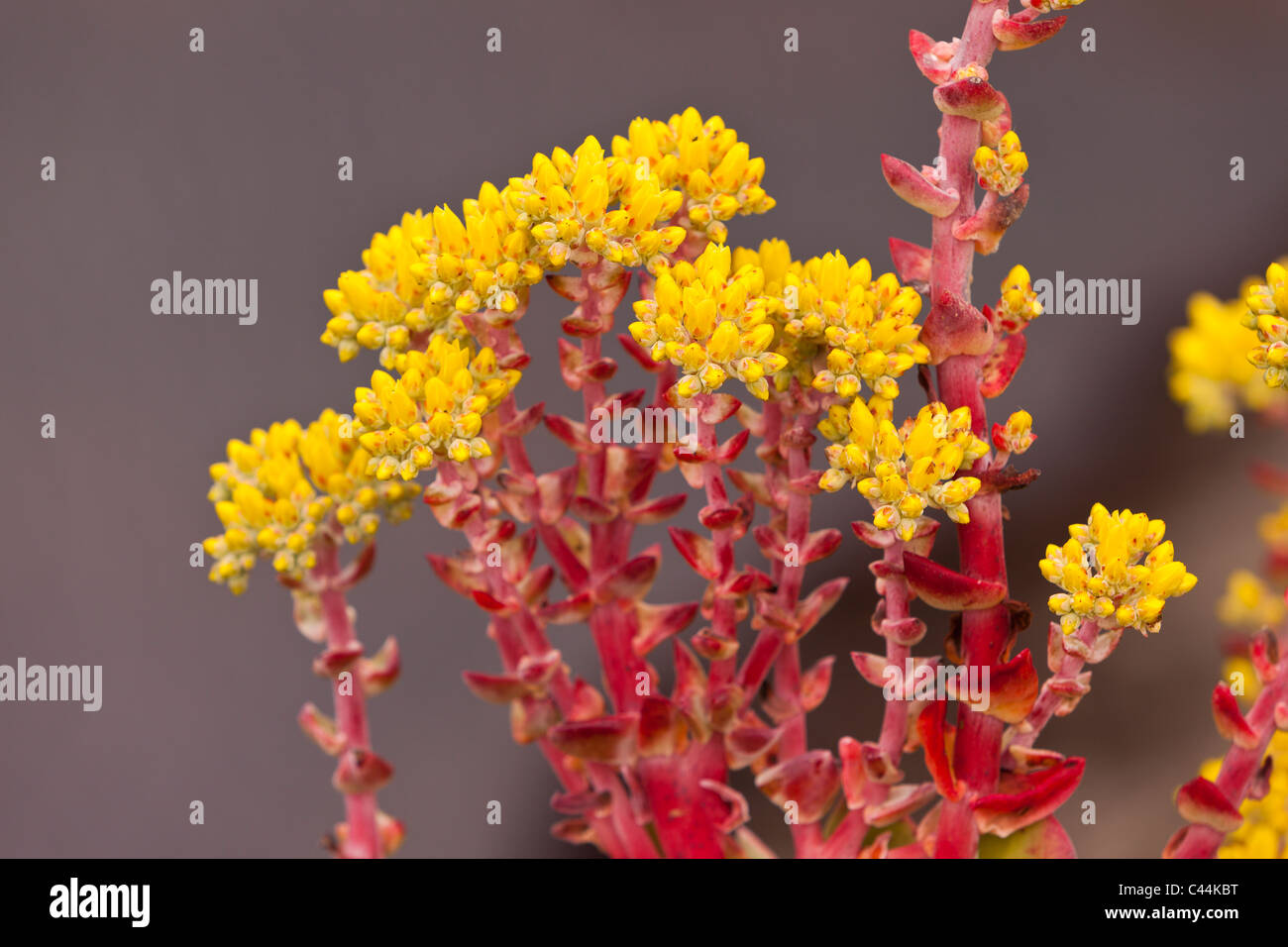 MENDOCINO HEADLANDS STATE PARK, CALIFORNIA, USA - Pacific Stonecrop ...