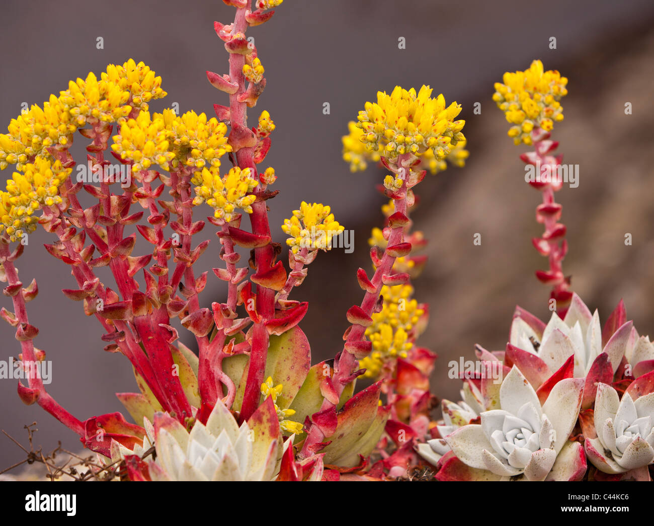 MENDOCINO HEADLANDS STATE PARK, CALIFORNIA, USA - Pacific Stonecrop ...