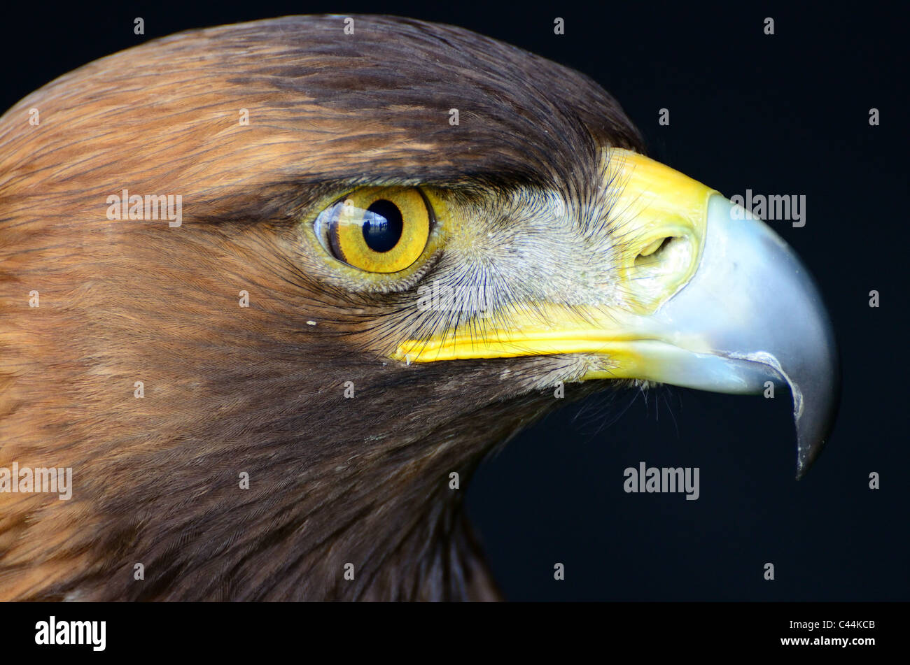 Close up of a Golden Eagle Stock Photo - Alamy