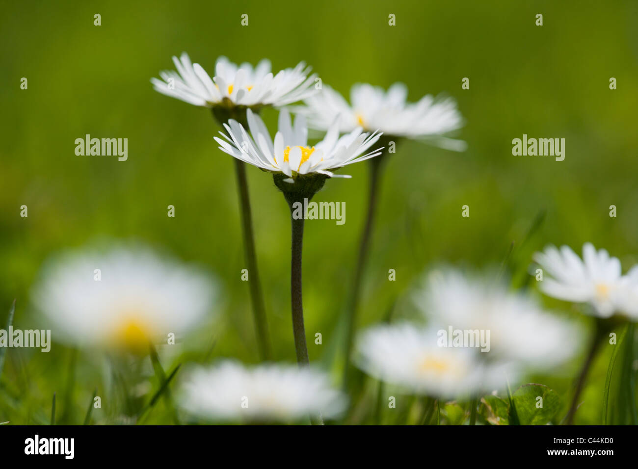 Common daisy (Bellis perennis Stock Photo - Alamy