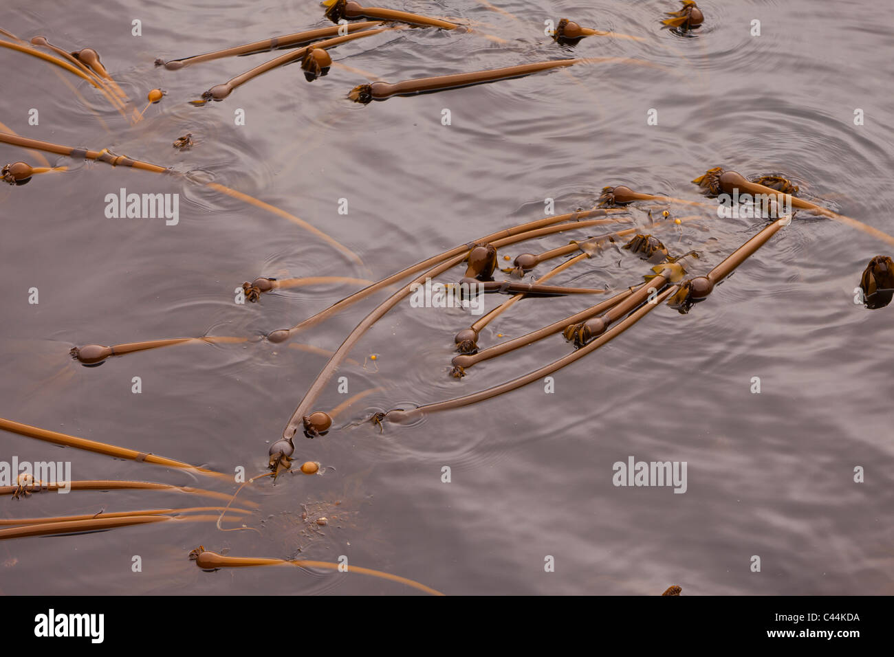 MENDOCINO COUNTY, CALIFORNIA, USA - Kelp floating in coastal water ...