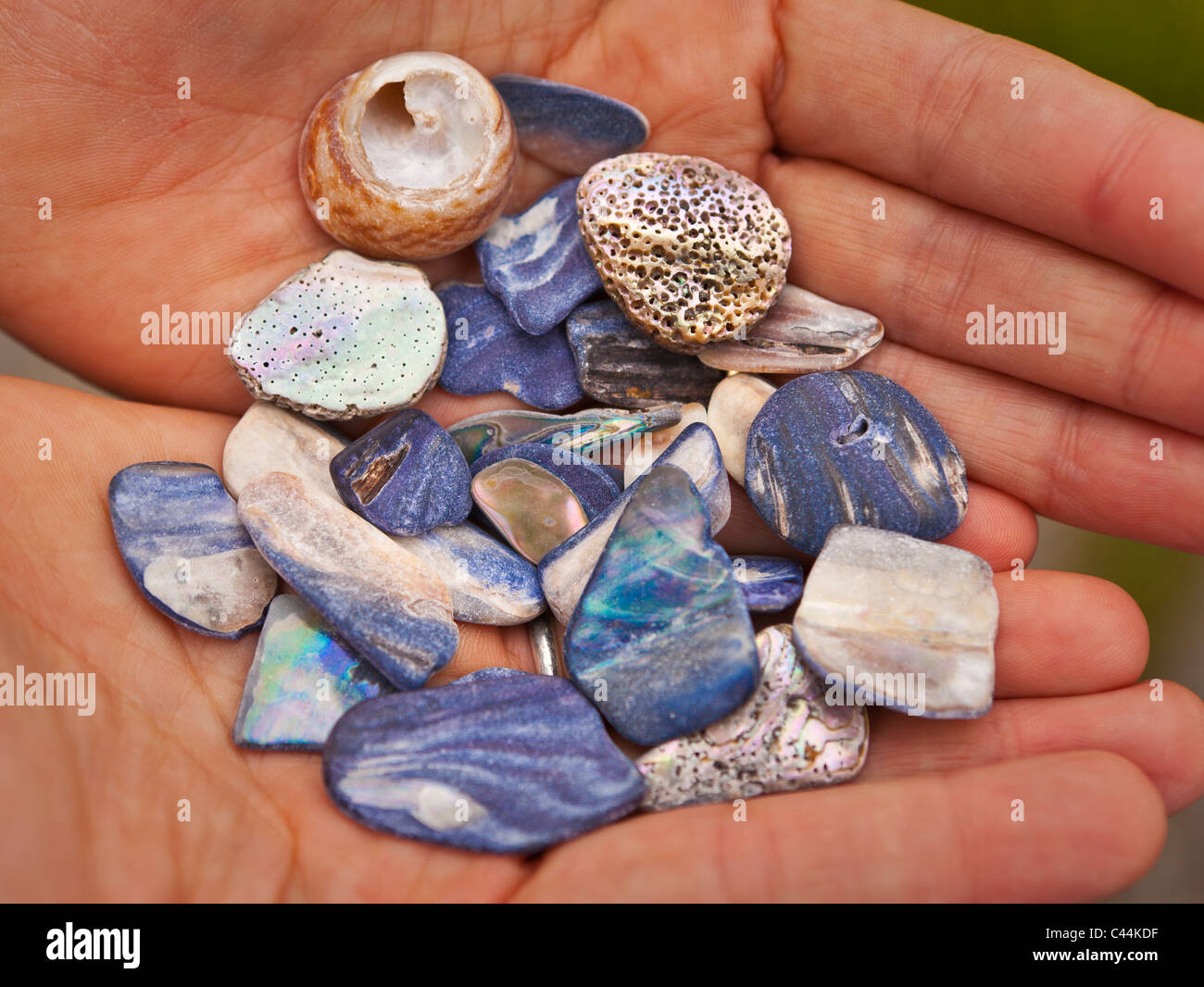 MENDOCINO COUNTY, CALIFORNIA, USA - Beach shells in hands Stock Photo ...