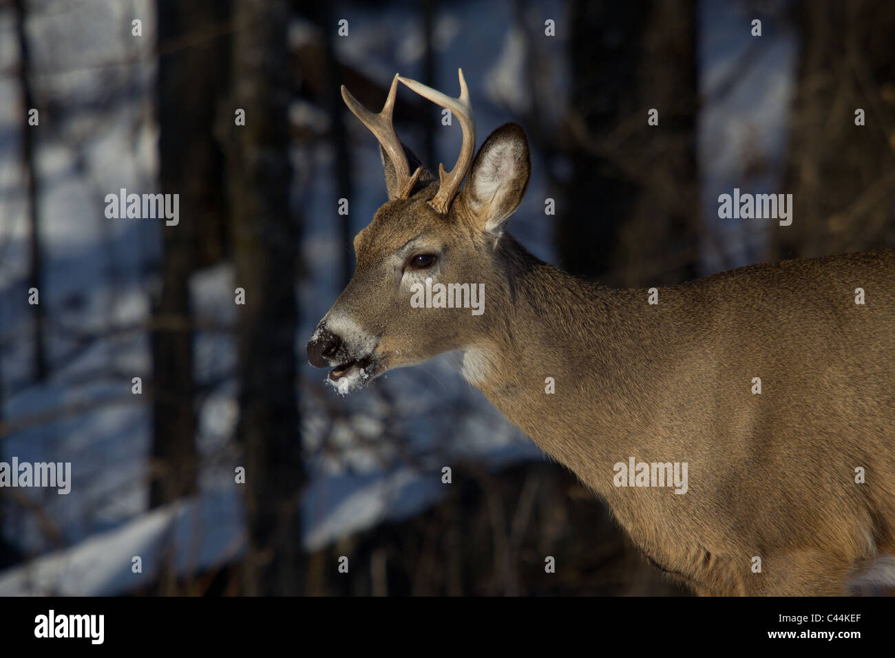6 Point Buck High Resolution Stock Photography and Images - Alamy