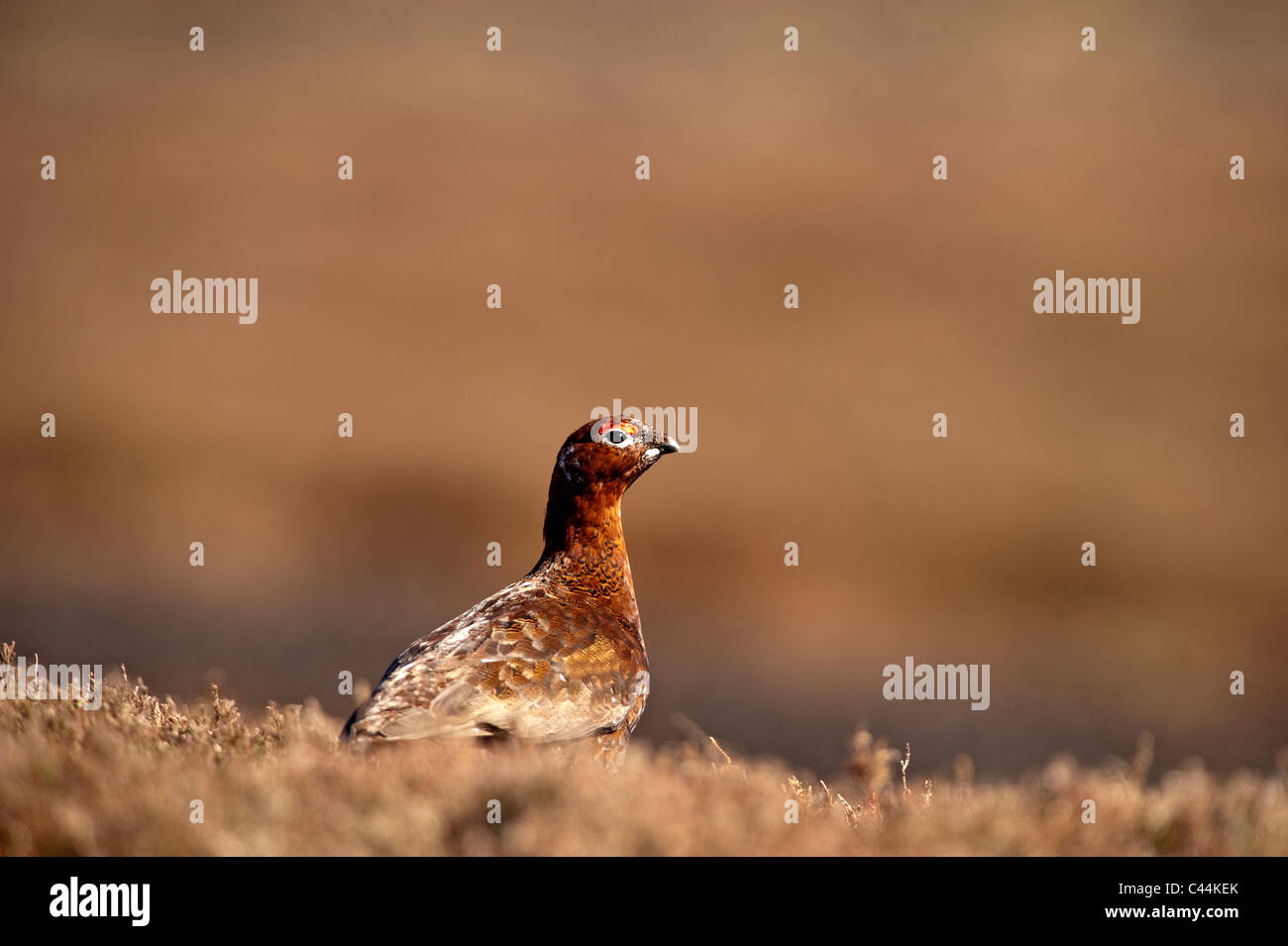 England moorland bird hi-res stock photography and images - Alamy