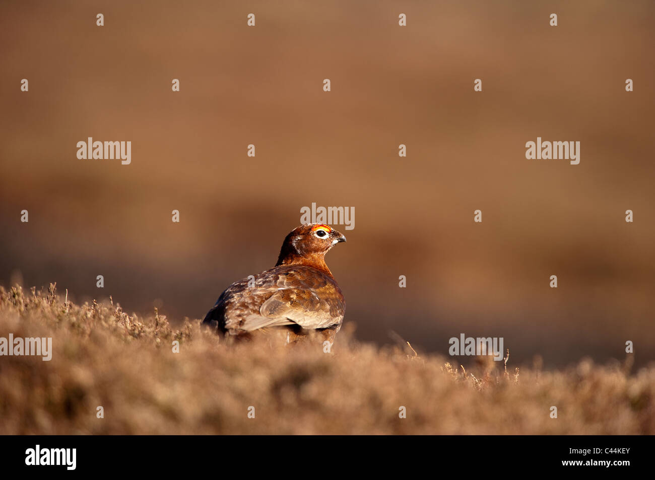 England moorland bird hi-res stock photography and images - Alamy