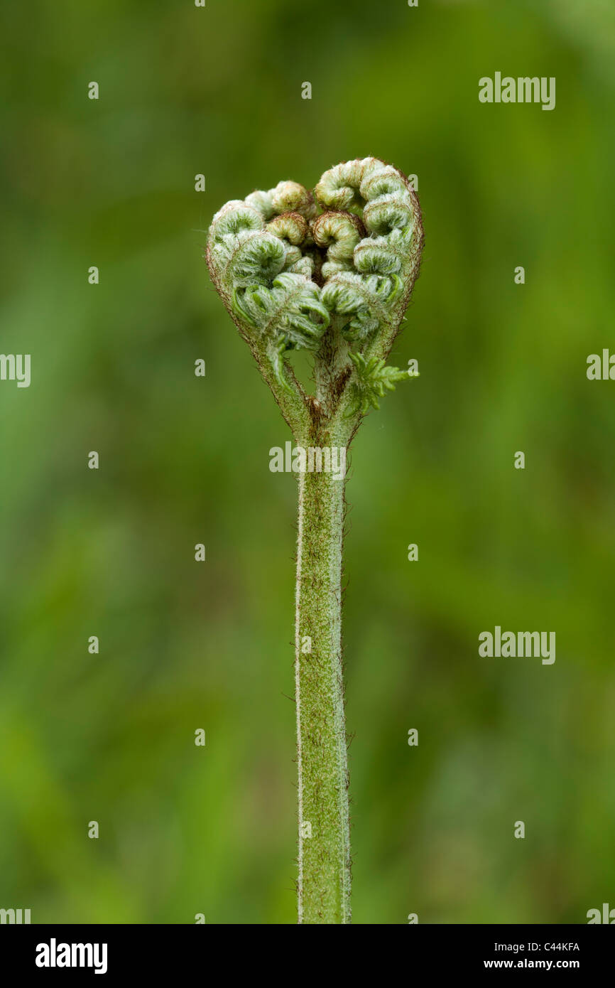 Bracken (Pteridium aquilium) leaves unfurling Stock Photo - Alamy