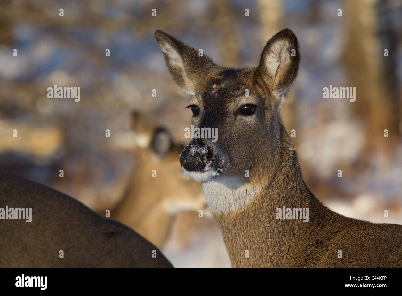 Injured white tailed doe hi-res stock photography and images - Alamy