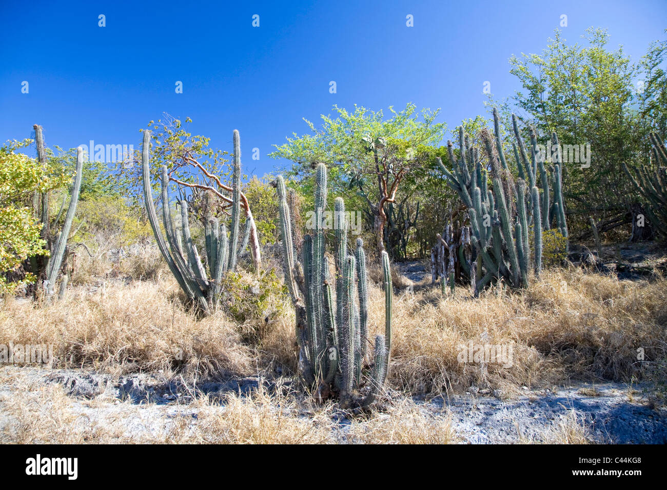 Usa, Caribbean, Puerto Rico, West Coast, Guanica Biosphere Reserve ...