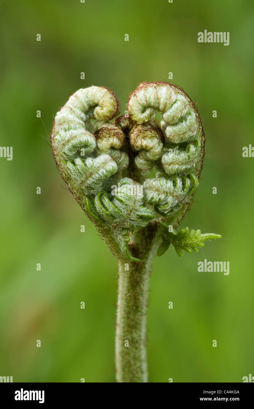 Bracken (Pteridium aquilium) leaves unfurling Stock Photo - Alamy
