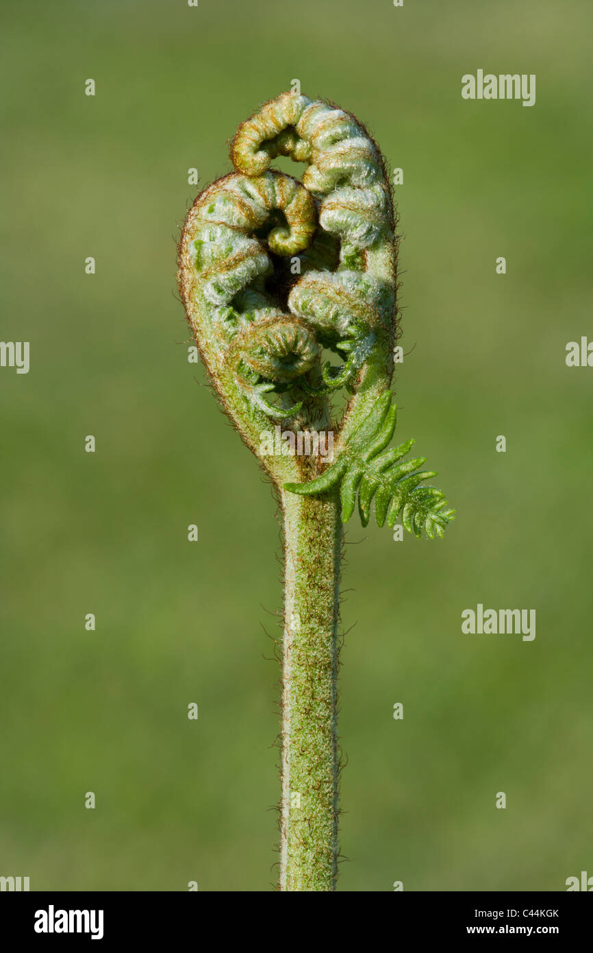 Bracken (Pteridium aquilium) leaves unfurling Stock Photo - Alamy